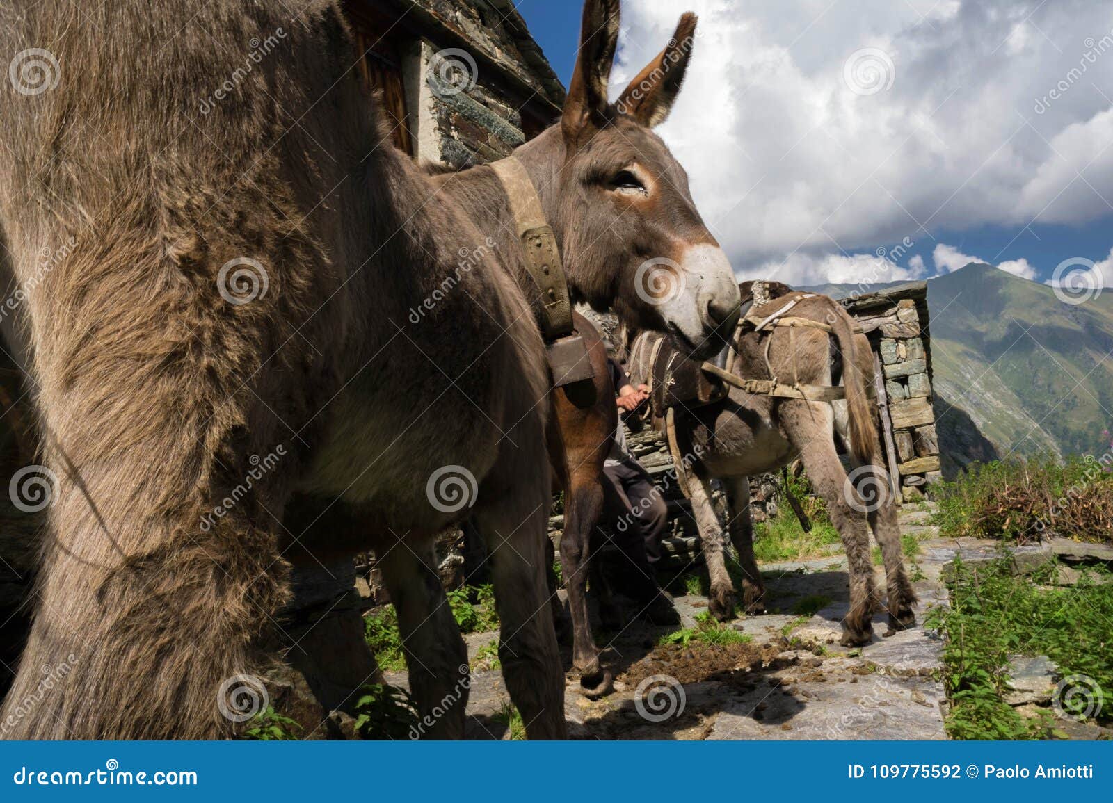 Ezels stock foto. Image of modder, rots, ezel, dier - 109775592