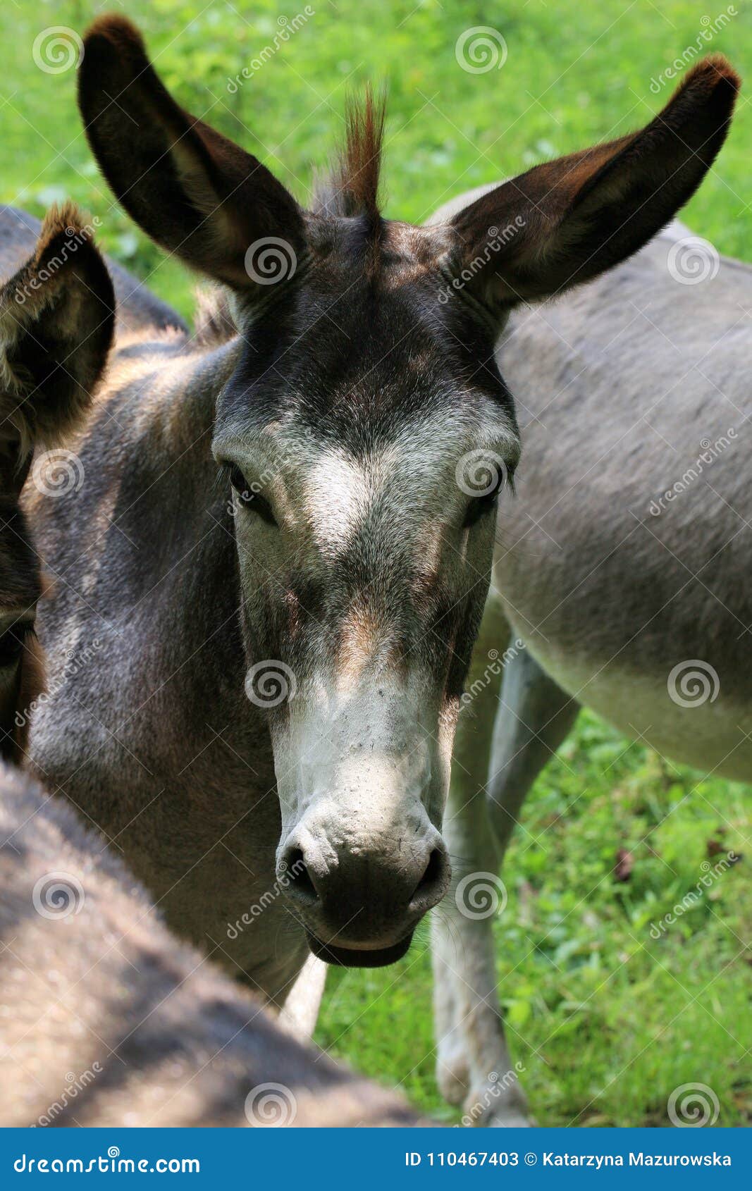 Ezels stock afbeelding. Image of humeur, eeyore, koppig - 110467403