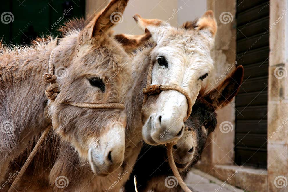 Ezels stock afbeelding. Image of ezels, eikels, ezel - 14479687