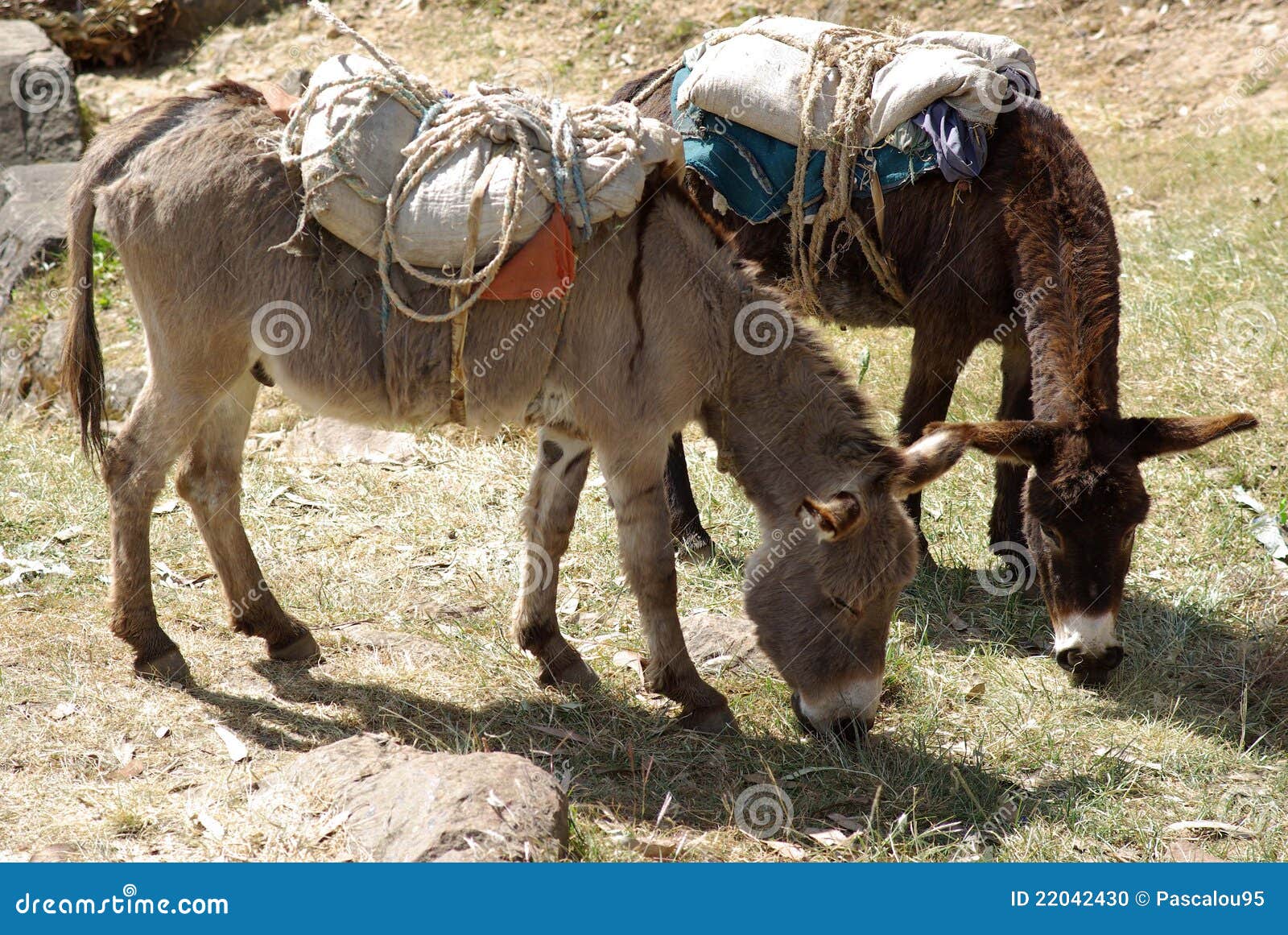 Ezels in Ethiopië stock foto. Image of ezel, dier, openlucht - 22042430