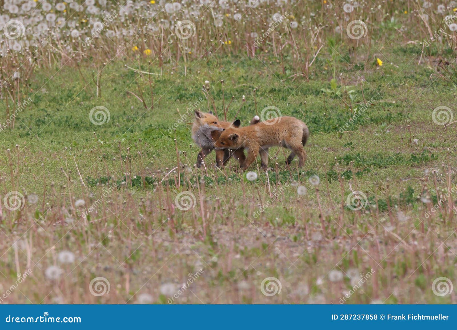 Ezo Red Fox with Cubs Hokkaido, Japan Stock Photo - Image of japanesel ...