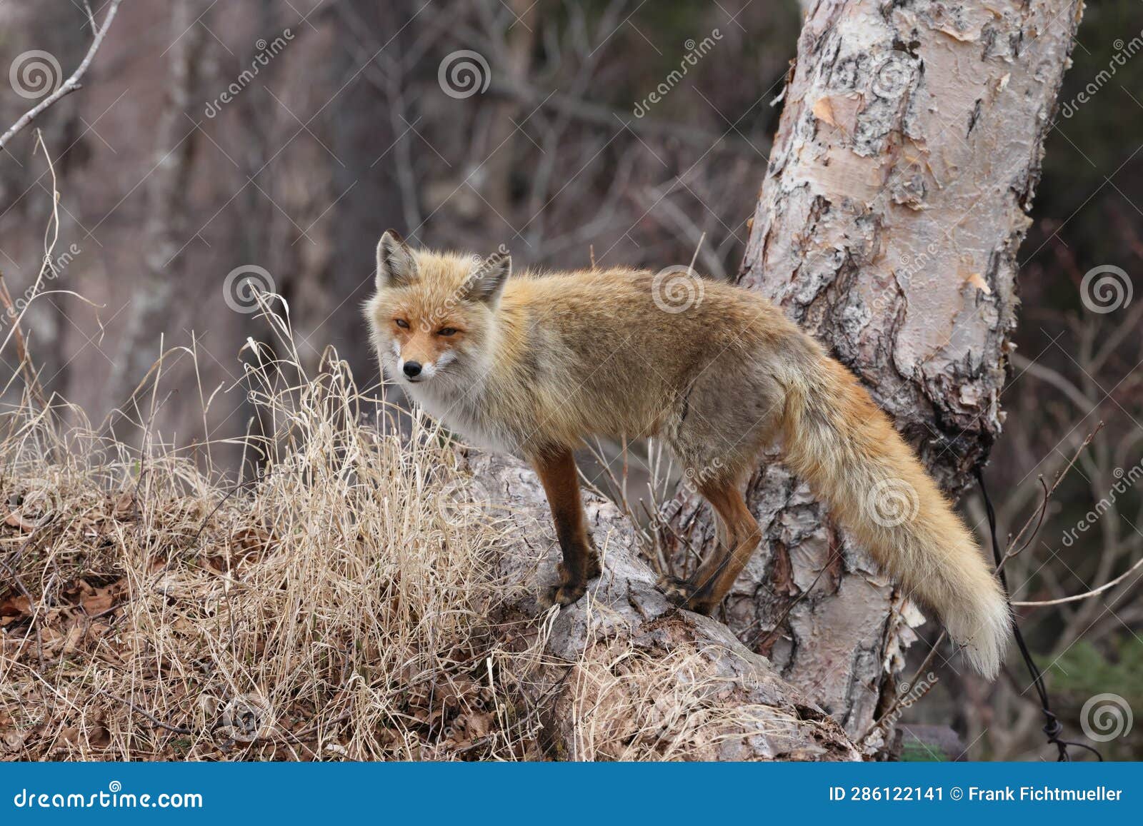 Ezo Red Fox or Vulpes Vulpes Hokkaido, Japan Stock Image - Image of ...