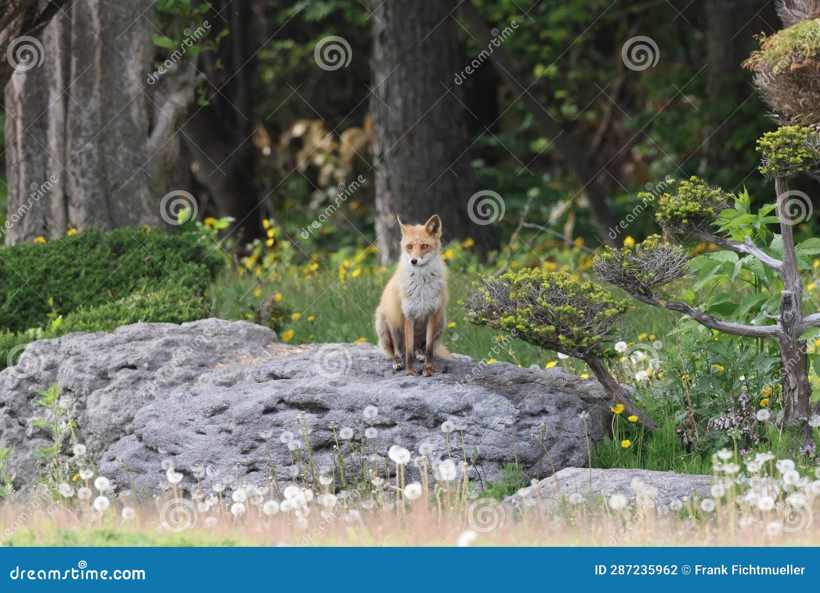 Ezo Red Fox or Vulpes Vulpes Hokkaido, Japan Stock Photo - Image of ...