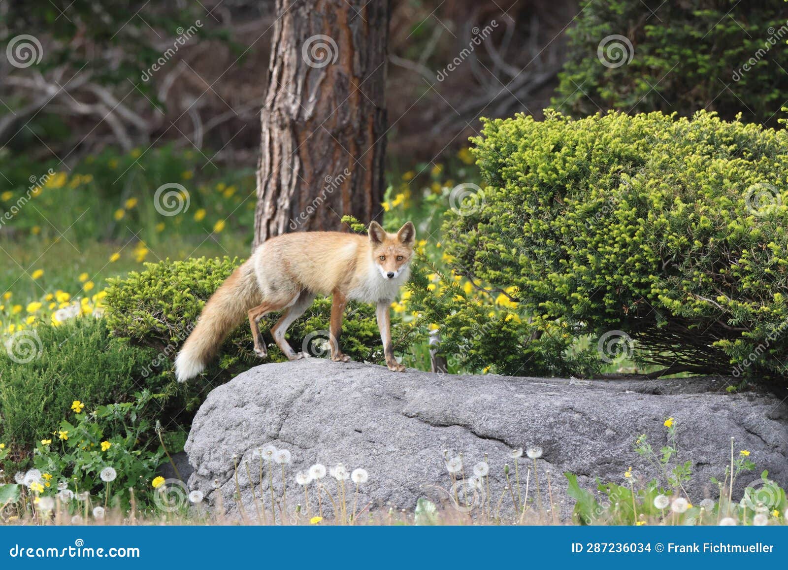 Ezo Red Fox or Vulpes Vulpes Hokkaido, Japan Stock Photo - Image of ...
