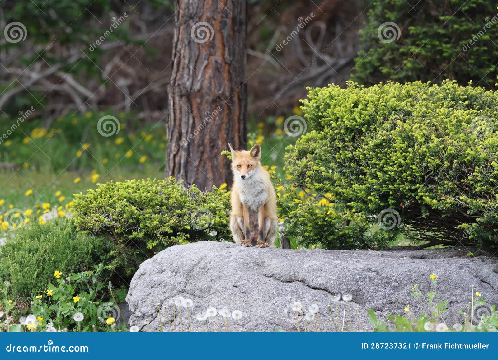 Ezo Red Fox or Vulpes Vulpes Hokkaido, Japan Stock Image - Image of ...