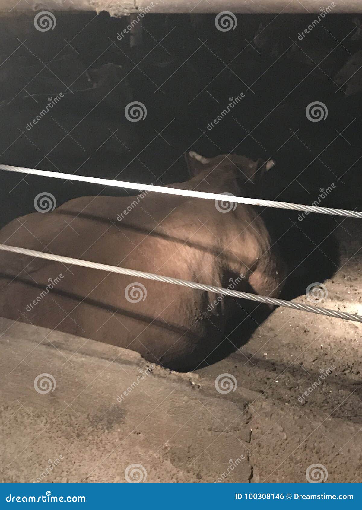 Cow heavy stock photo. Image of heavy, brown, faiexcl - 100308146