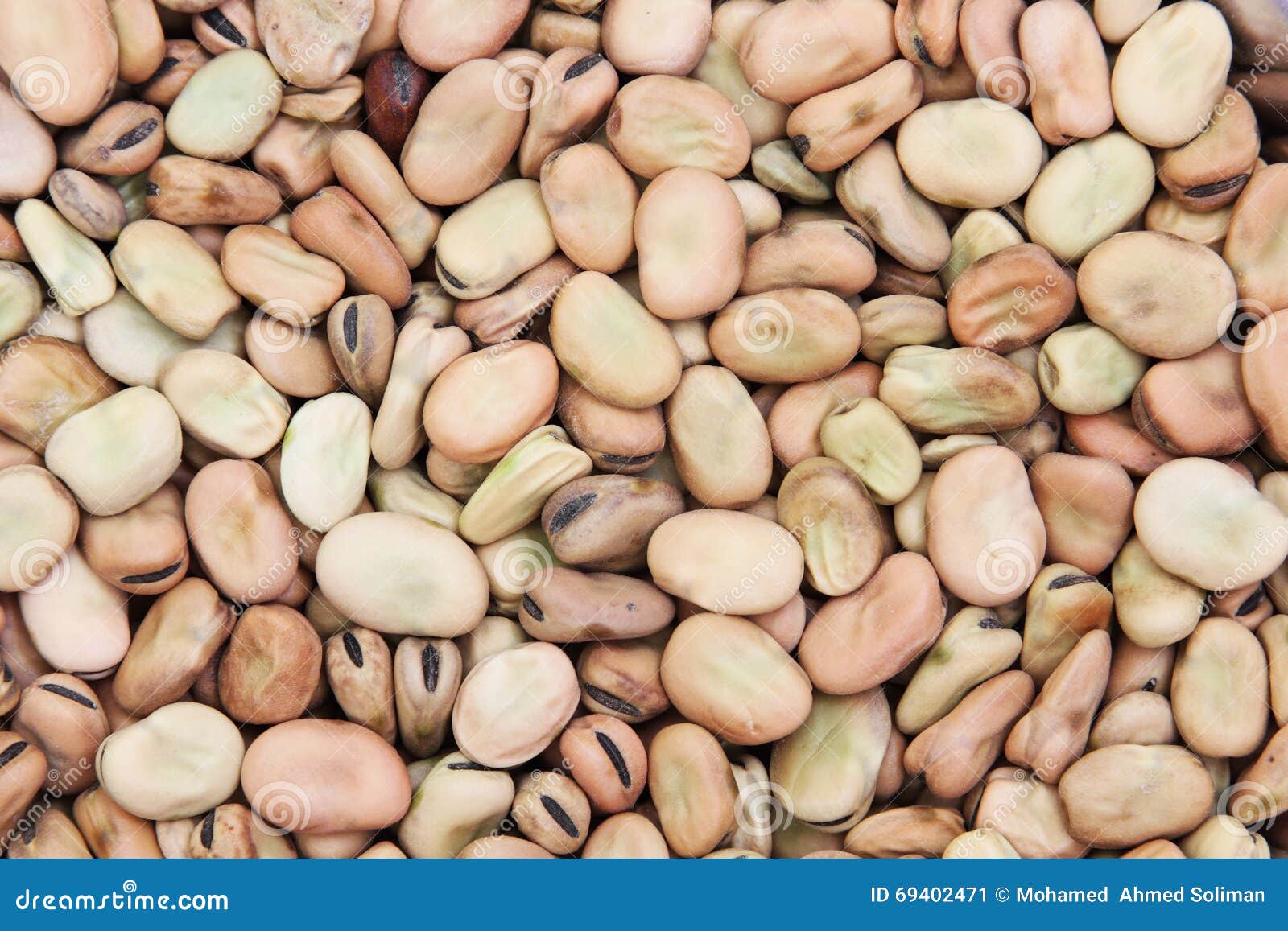Fèves sèches image stock. Image du soja, ingrédient, fractionnement ...