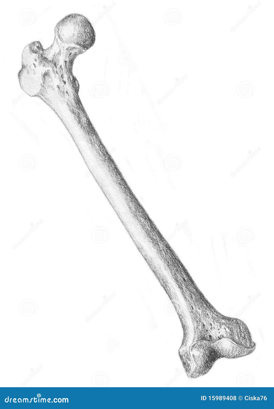 Fémur - esqueleto stock de ilustración. Ilustración de muslo - 15989408
