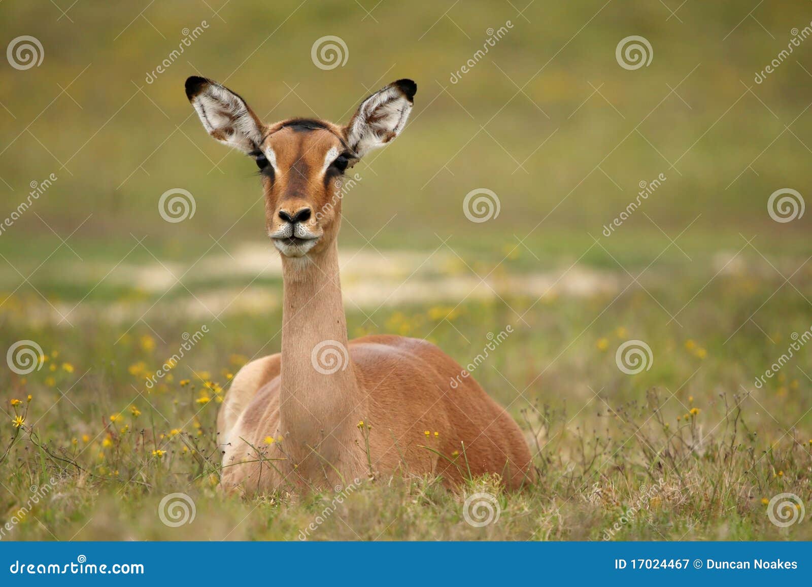 Fêmea Do Antílope Do Impala Imagem de Stock - Imagem de bonito, beleza ...