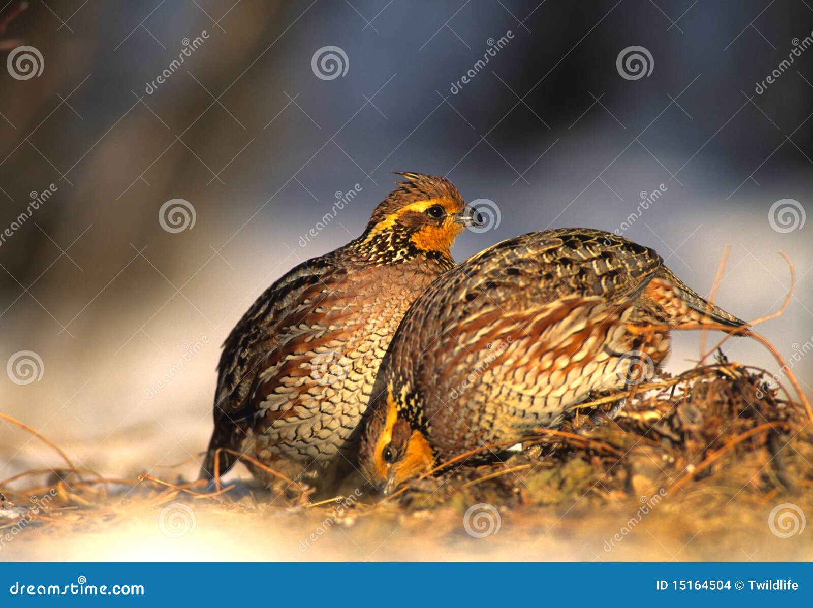 Fêmeas das codornizes foto de stock. Imagem de selvagem - 15164504