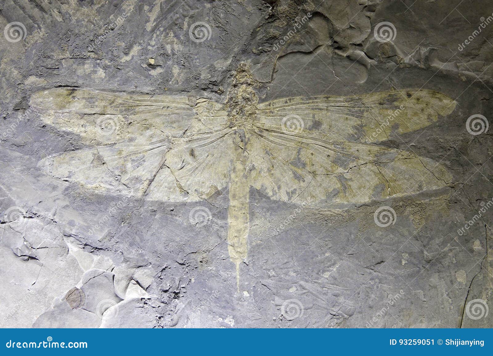 Fósil de la libélula imagen de archivo. Imagen de insecto - 93259051