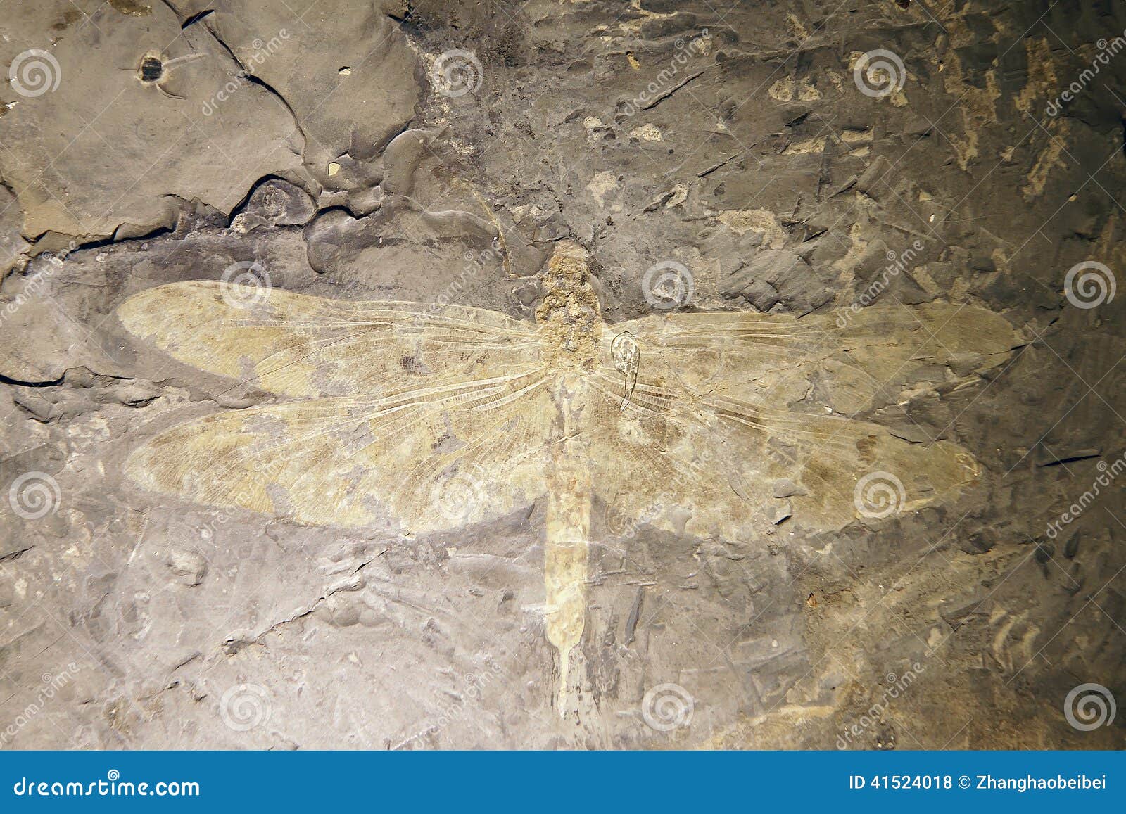 Fóssil da libélula foto de stock. Imagem de remoto, wildlife - 41524018