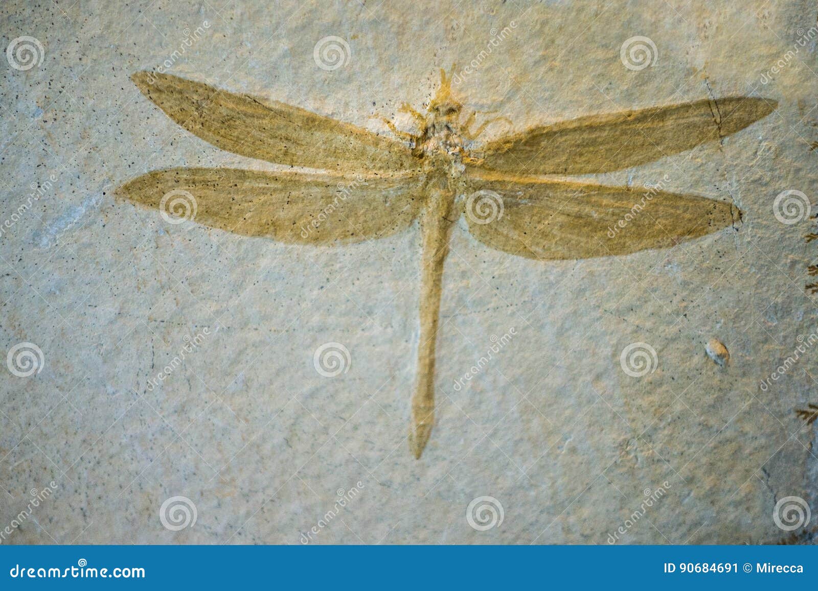 Fóssil da libélula imagem de stock. Imagem de antigo - 90684691