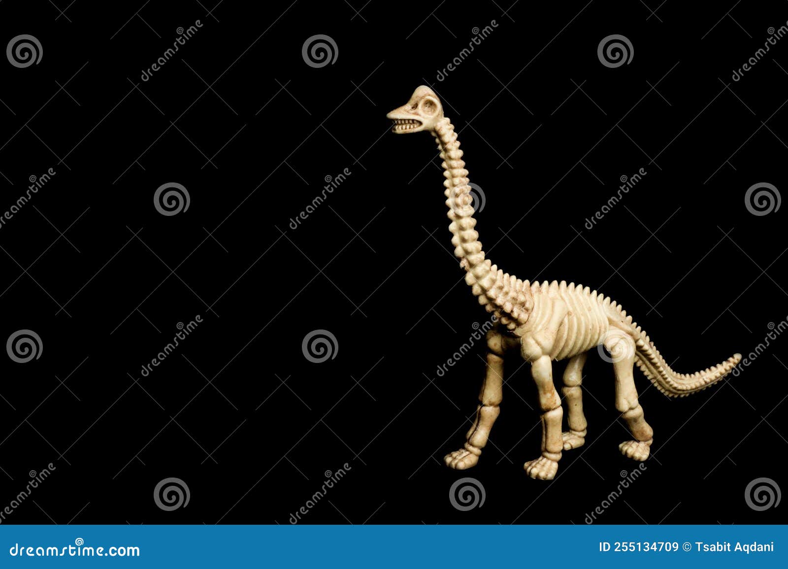 Fóssil De Fundo Negro De Brontossauro Imagem de Stock - Imagem de ...