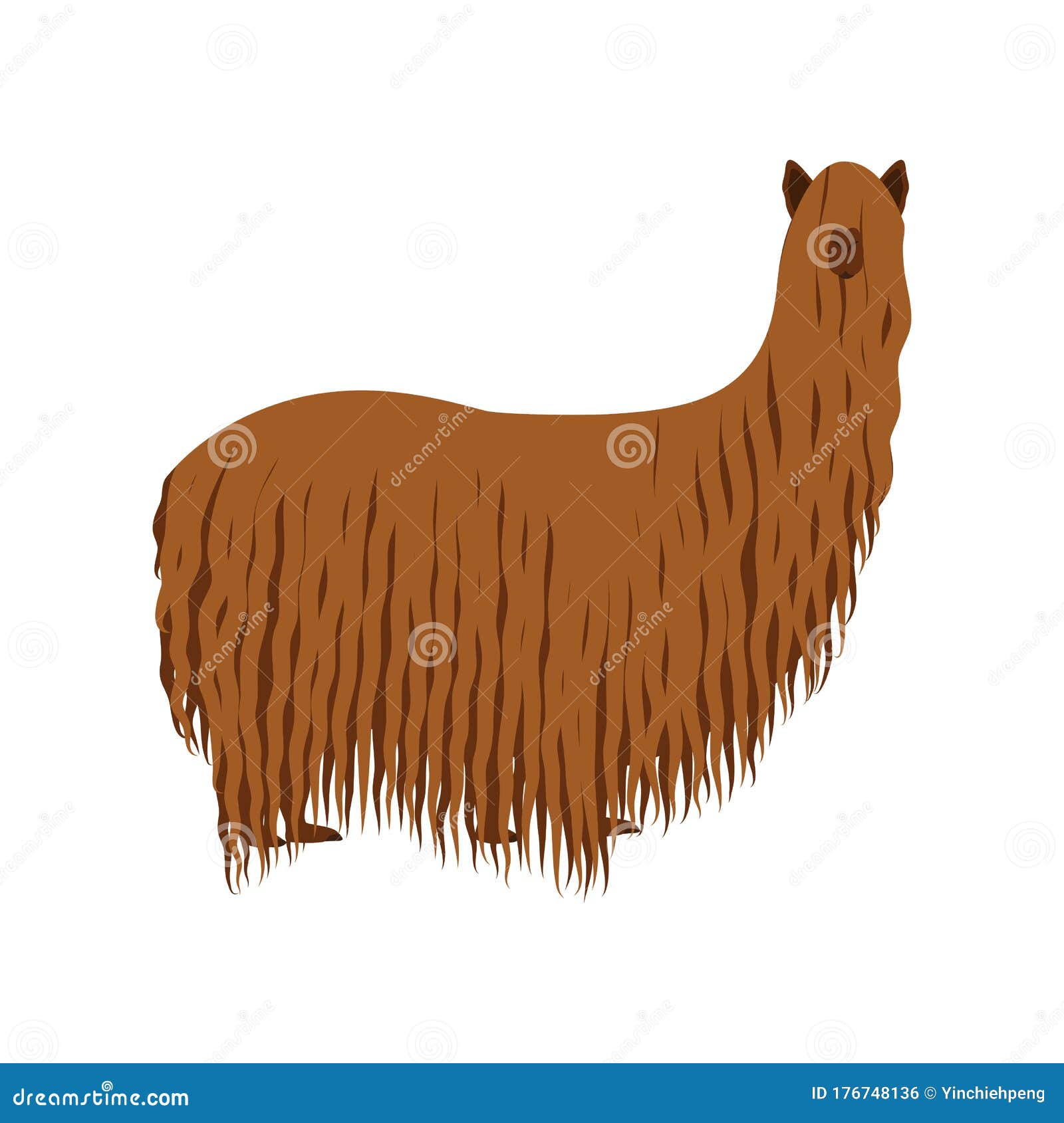 Funny Suri Alpaca, a Long Haired Breed of Alpaca Isolated on White ...
