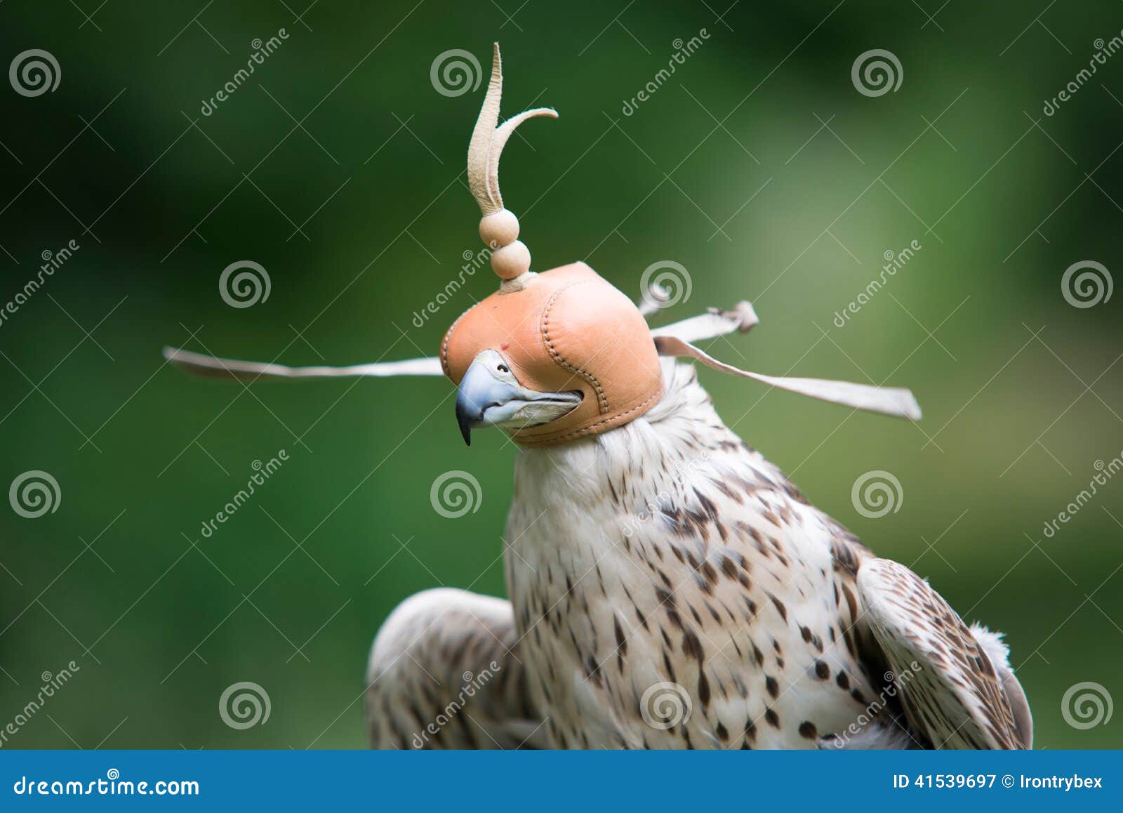 190 Falcon Cap Stock Photos - Free & Royalty-Free Stock Photos from ...