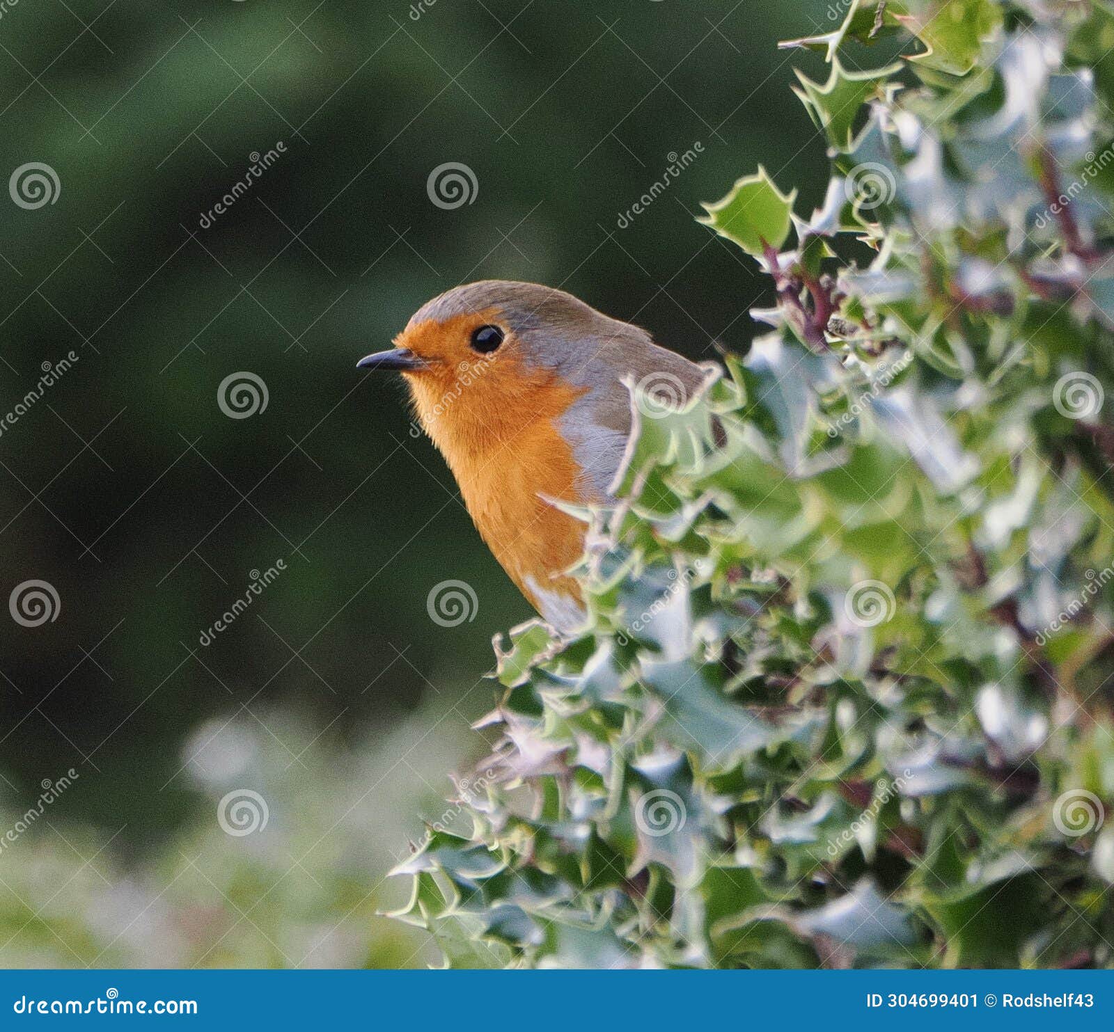 Robin Looking Out from Holly Bush Stock Image - Image of plant, cards ...