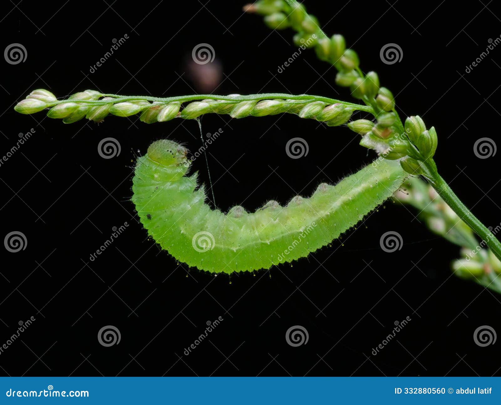 Pupate Royalty-Free Stock Photography | CartoonDealer.com #78938981