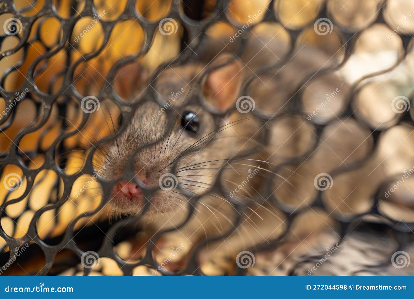 F Rat Trapped in the Iron Cage Stock Photo - Image of cage, live: 272044598