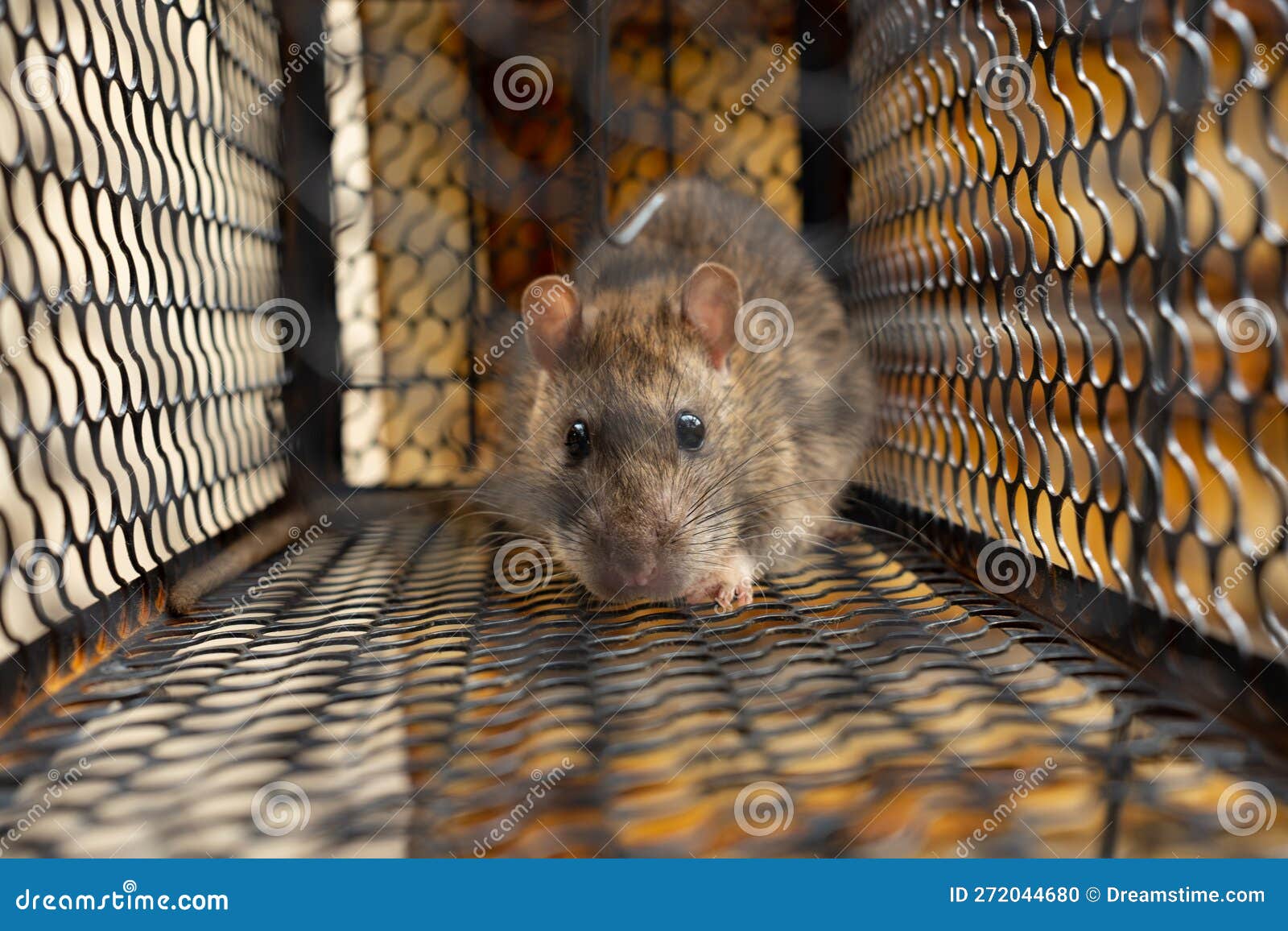 F Rat Trapped in the Iron Cage Stock Photo - Image of furry, danger ...