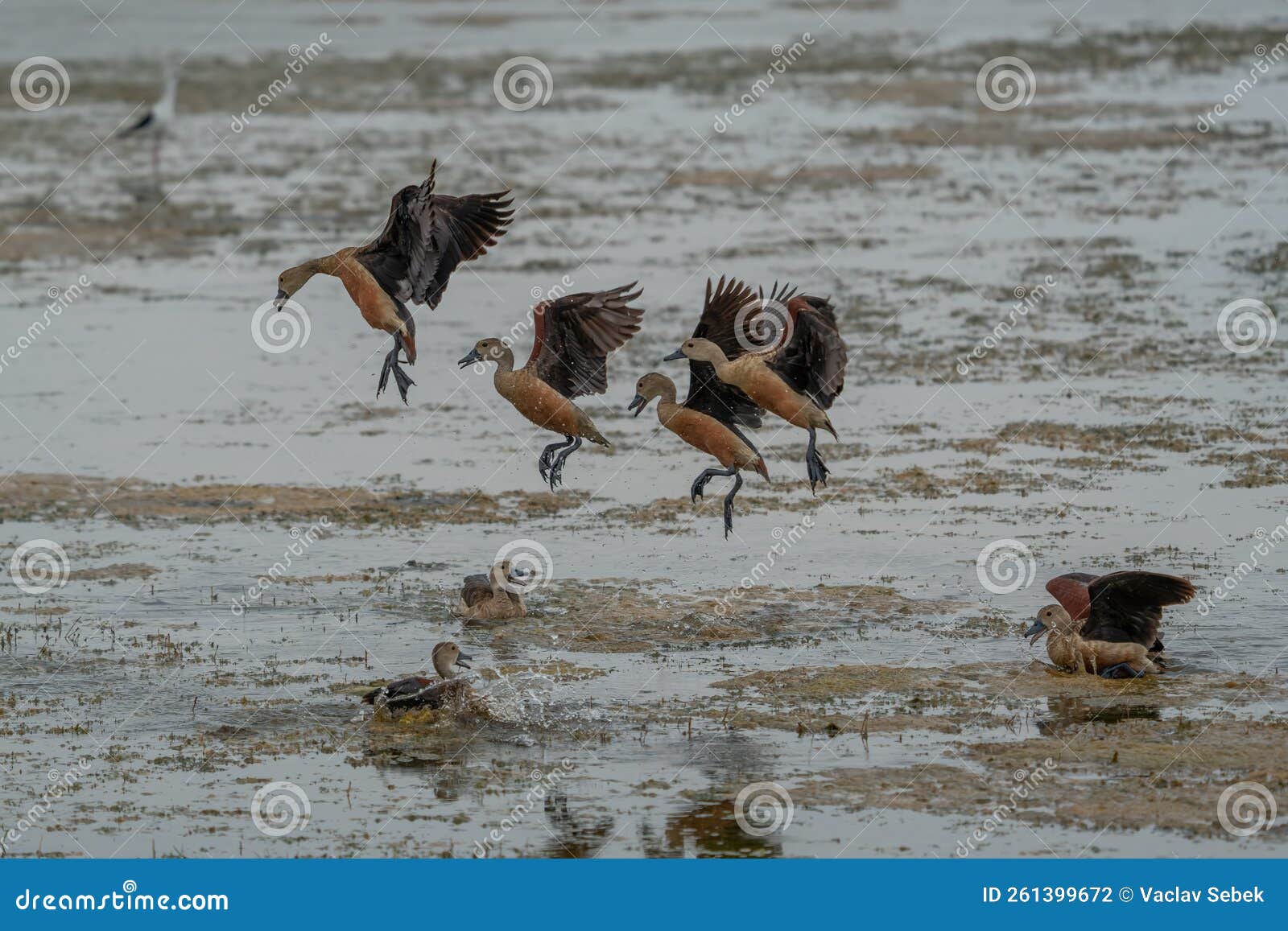 F Ulvous Whistling Duck or Fulvous Tree Duck Dendrocygna Bicolor Stock ...