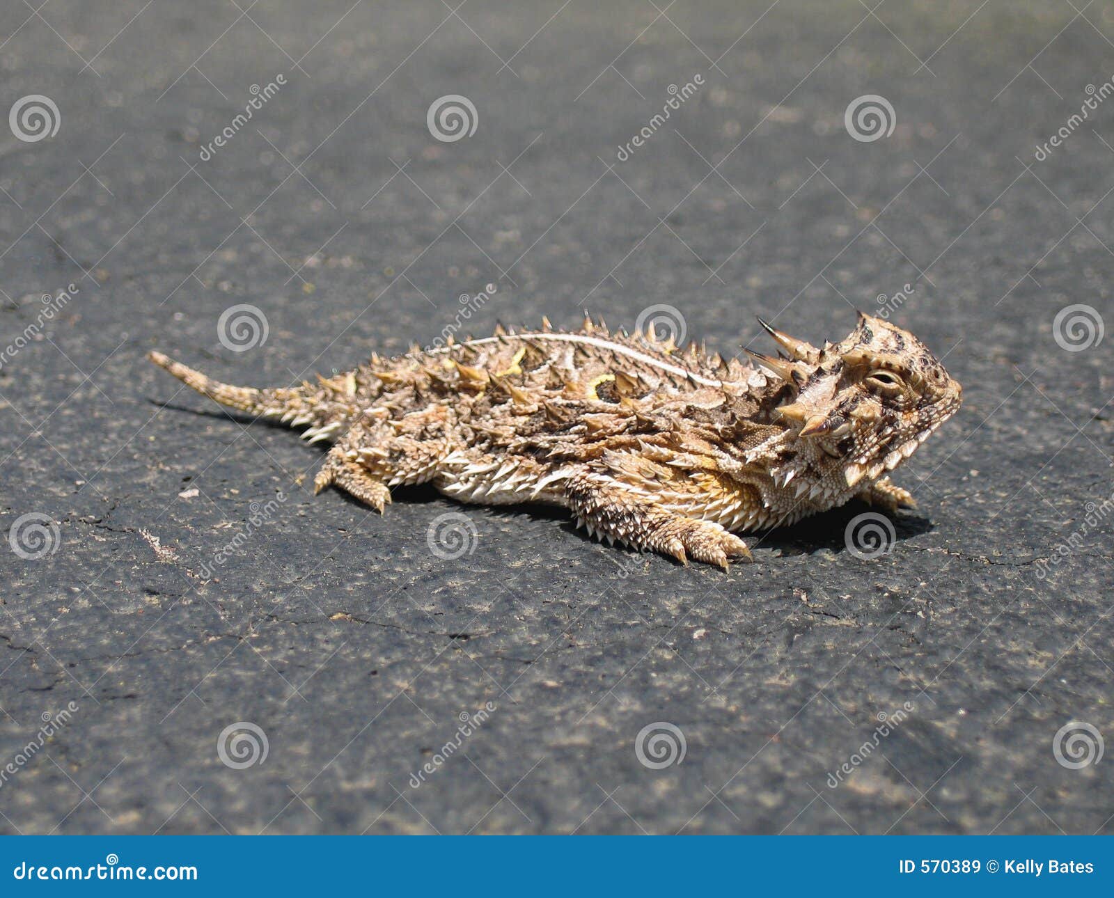 Horned Toad Lizard Royalty-Free Stock Photo | CartoonDealer.com #8761935