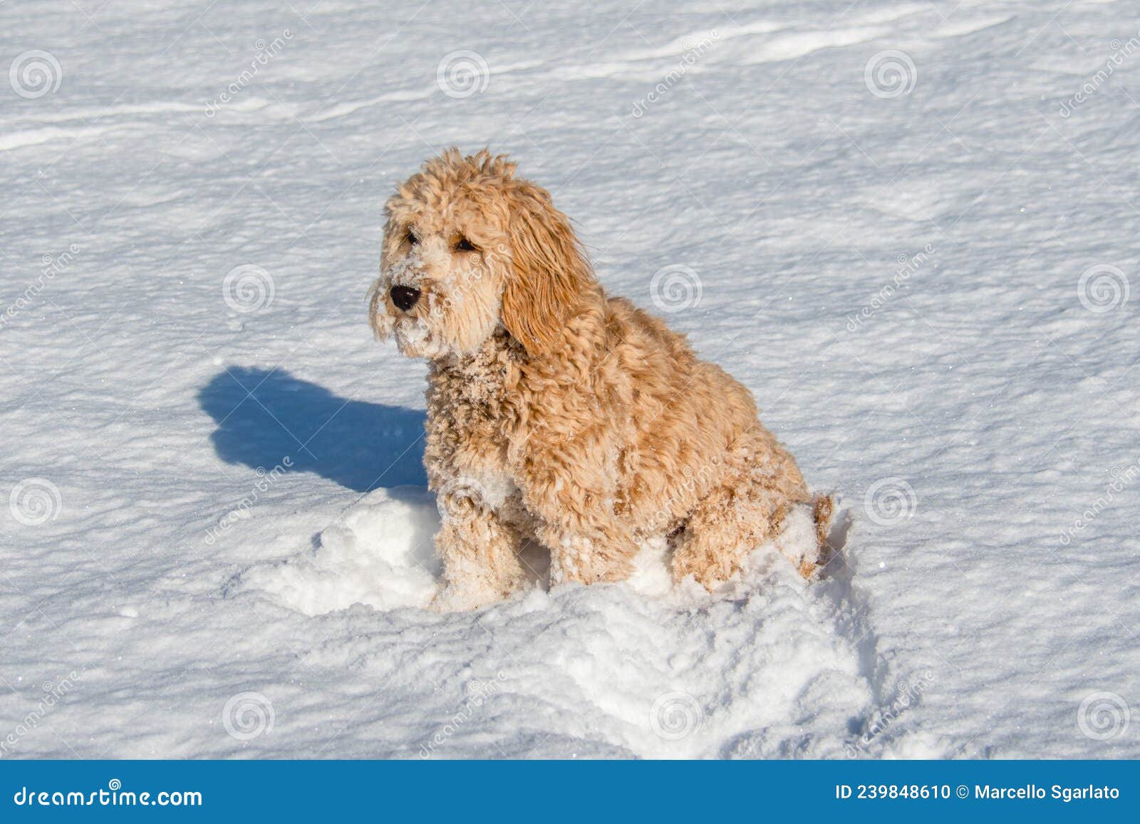 F1B Mini Goldendoodle Female Dog in a Winter Setting with Snow Stock ...