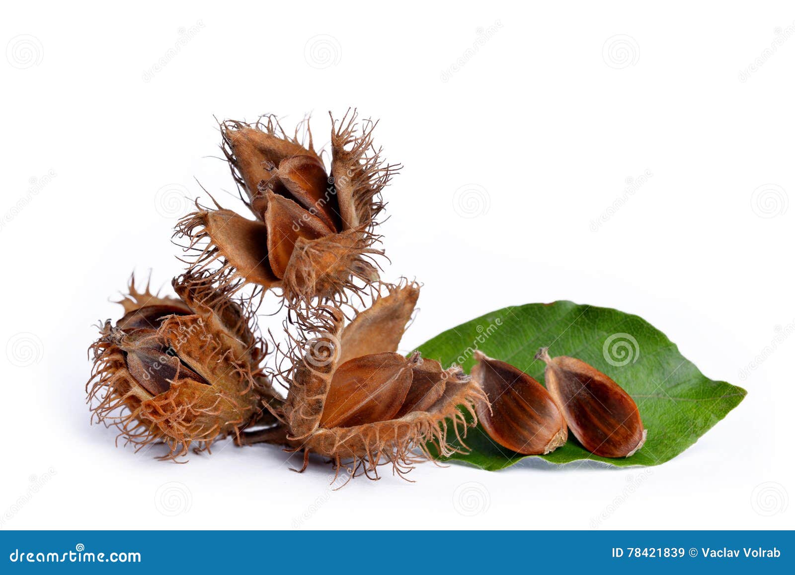 Faînes européennes image stock. Image du photo, centrale - 78421839