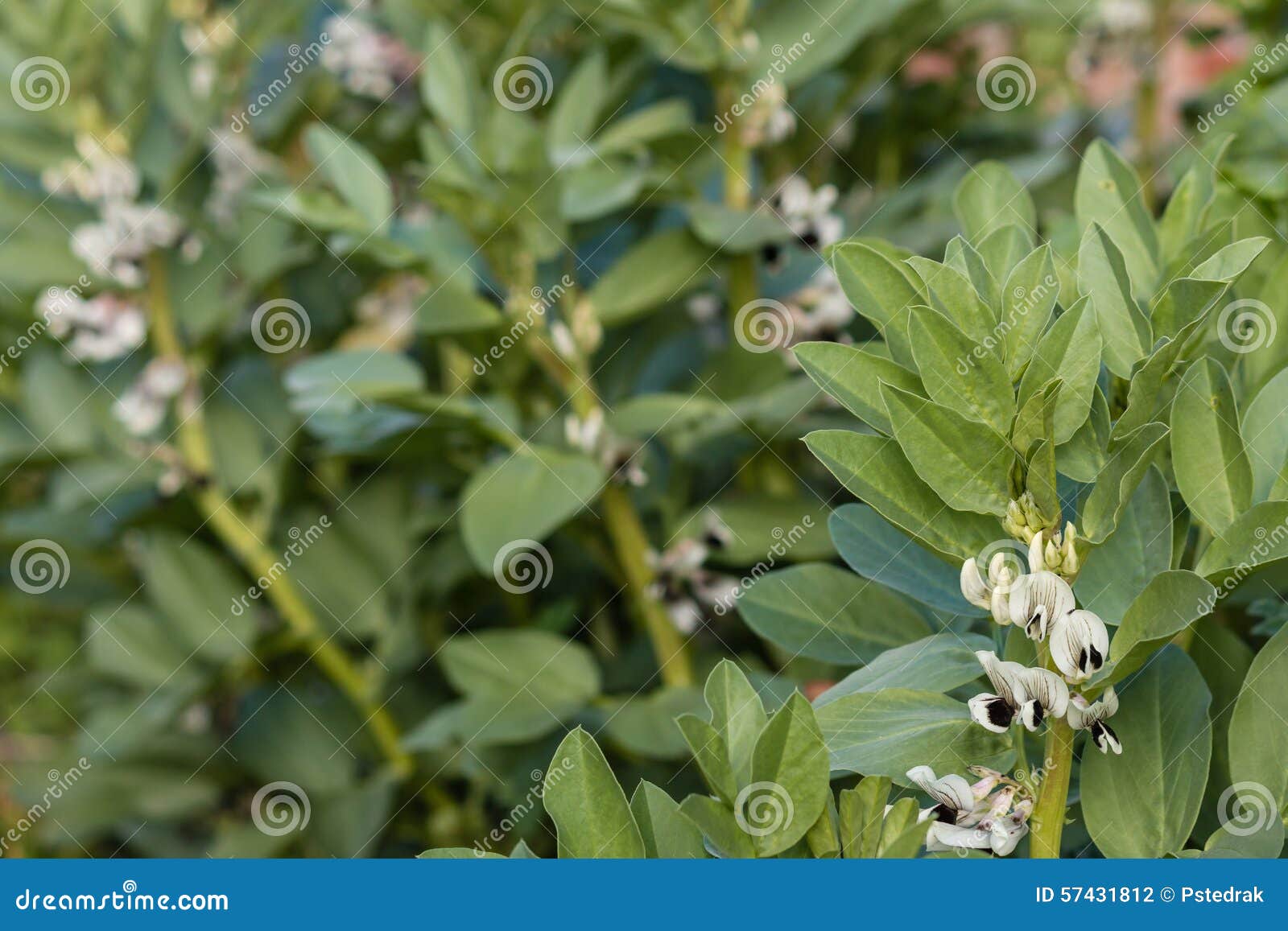 Faba bean plant in bloom stock photo. Image of bean, closeup - 57431812