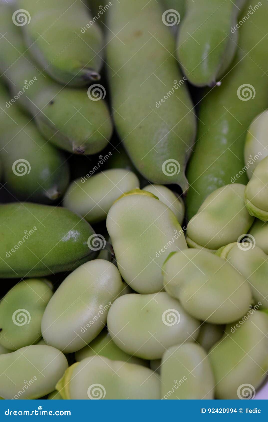 Faba De La Vicia O Haba De Faba Foto de archivo - Imagen de planta ...