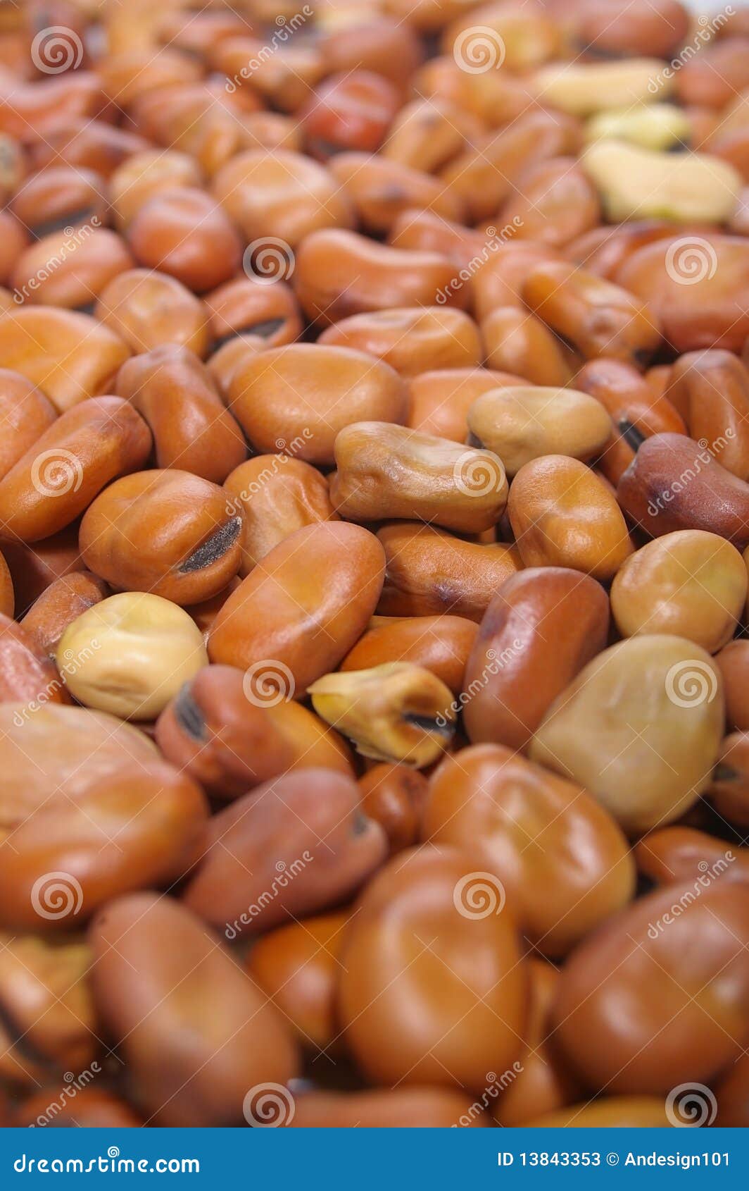 Faba fava beans stock image. Image of healthy, legumes - 13843353