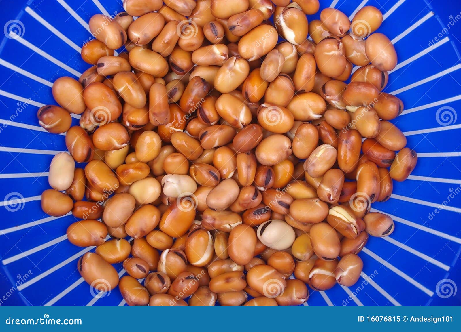 Faba or fava beans stock image. Image of macro, lima - 16076815