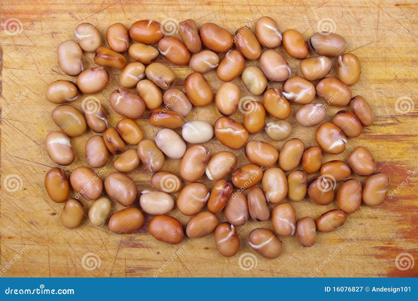 Faba or fava beans stock image. Image of macro, agriculture - 16076827