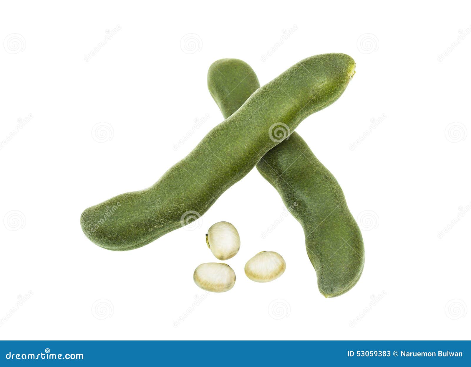 Faba L Semilla De La Haba Aislada Imagen de archivo - Imagen de ...