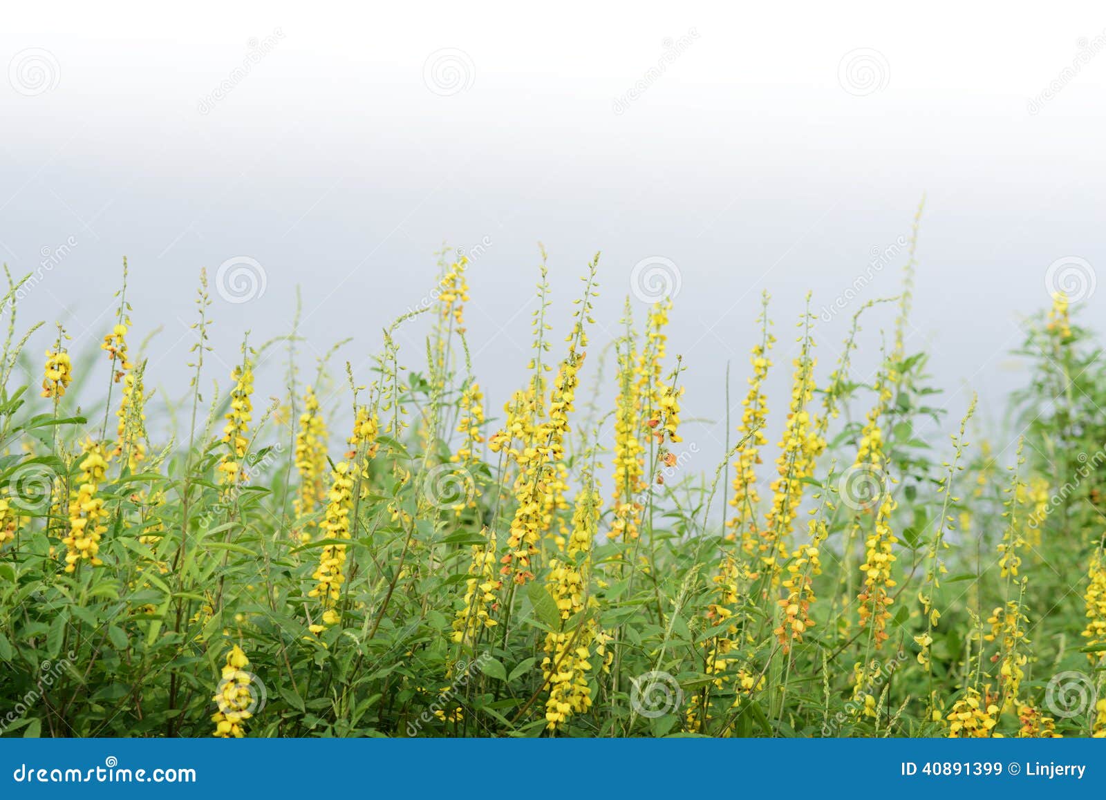 Fabaceae flower stock image. Image of colorful, hemp - 40891399