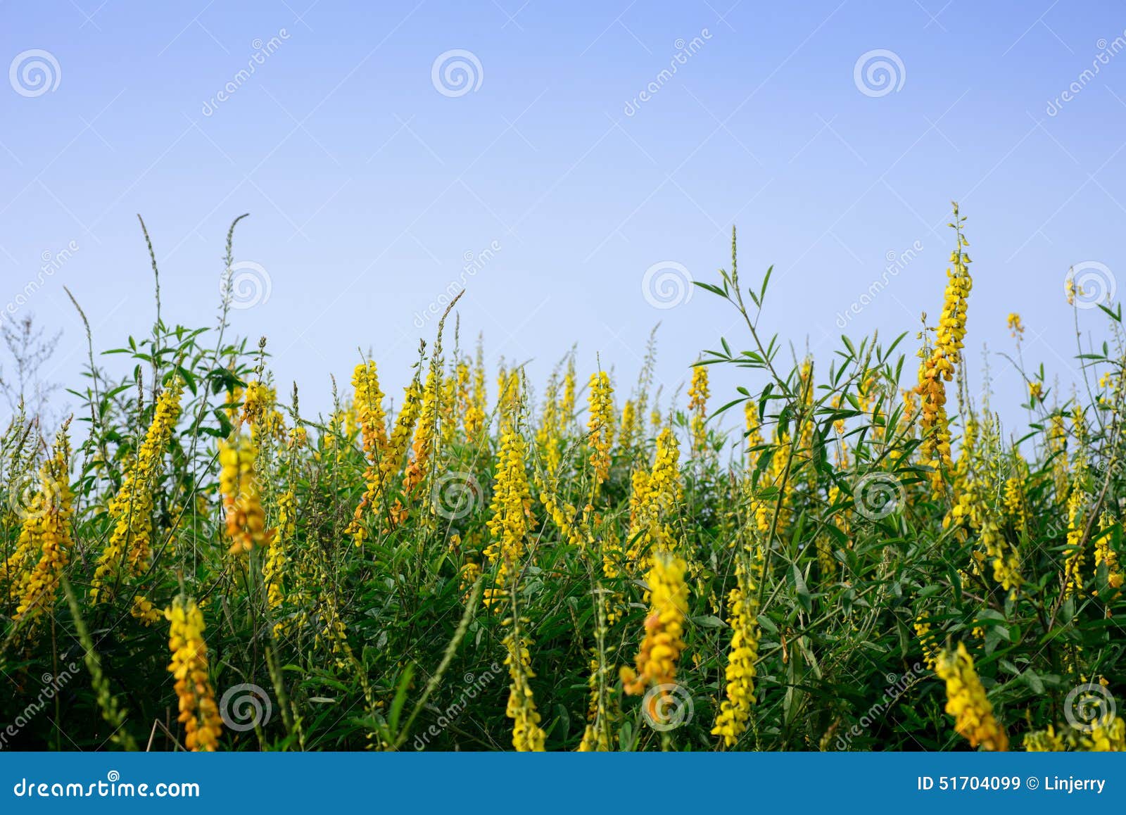 109 Fabaceae Papilionaceae Flower Photos - Free & Royalty-Free Stock ...