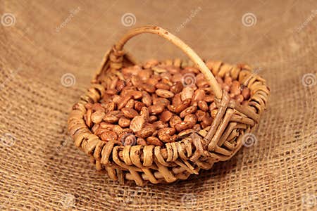 Faber beans stock image. Image of cereal, harvest, healthy - 25251073