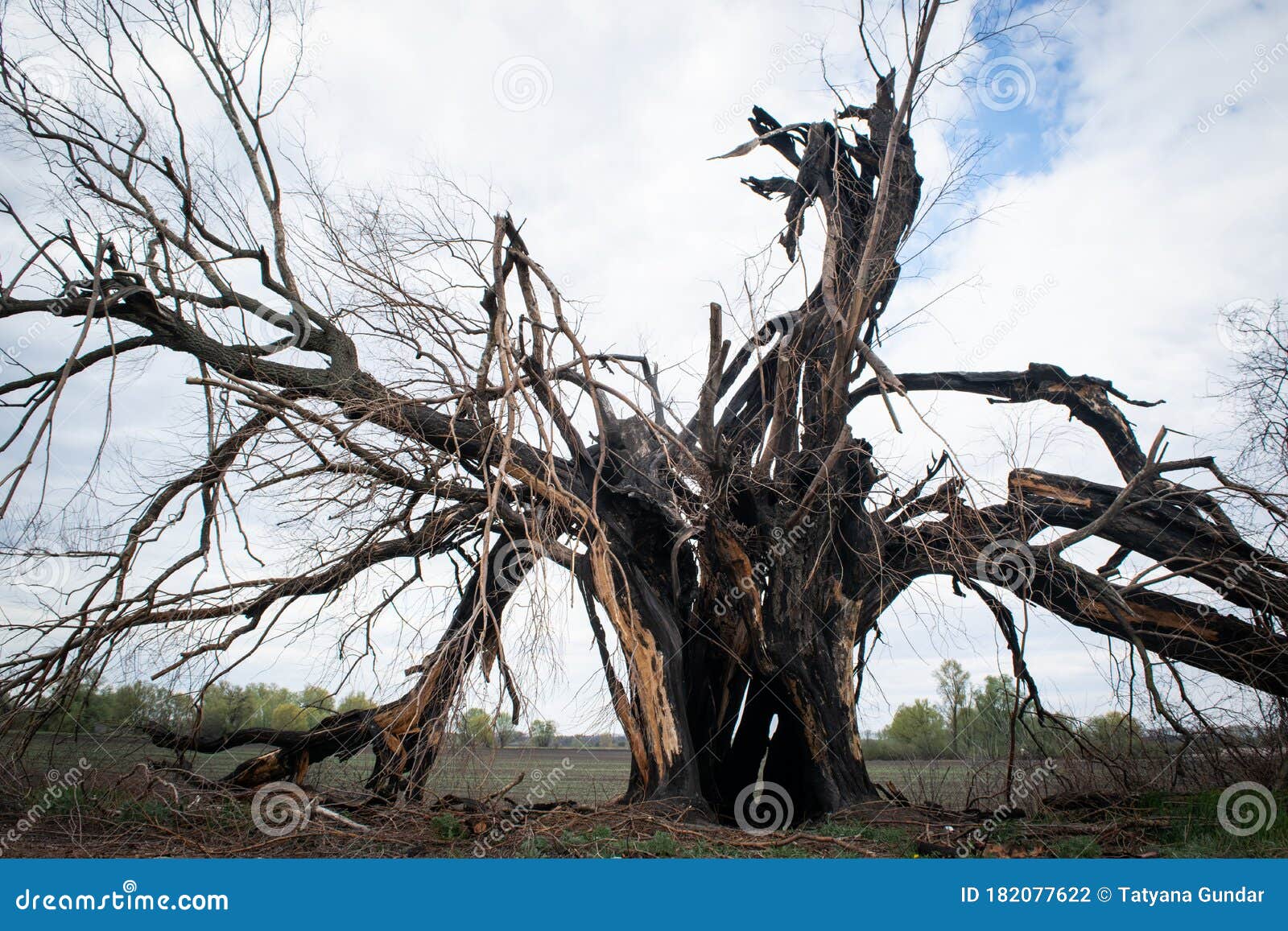 The Fabulous Dramatic Lonely Tree with a Burnt Black Trunk after a ...