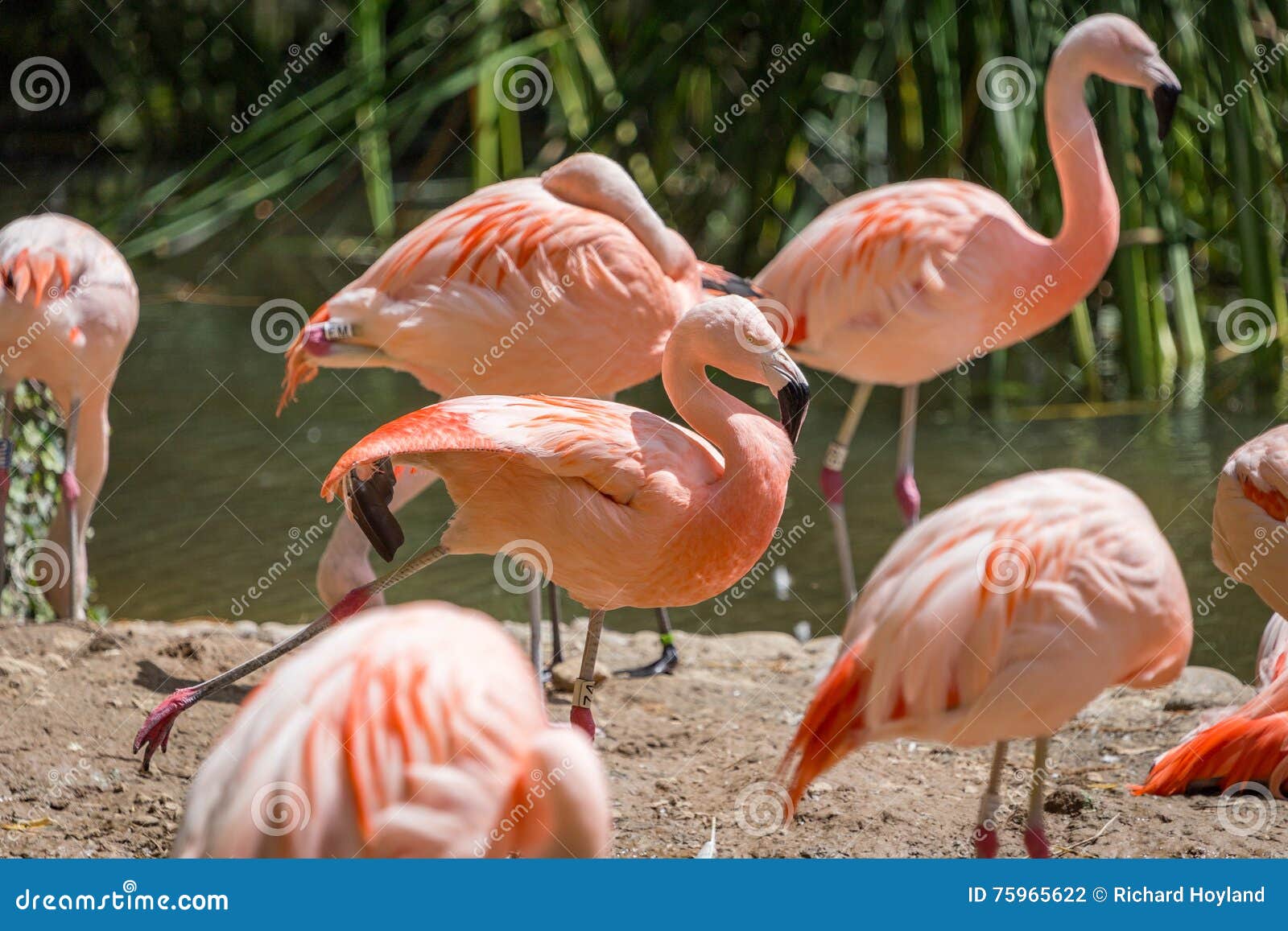 Fabulous Flamingos stock photo. Image of flock, flamingos - 75965622