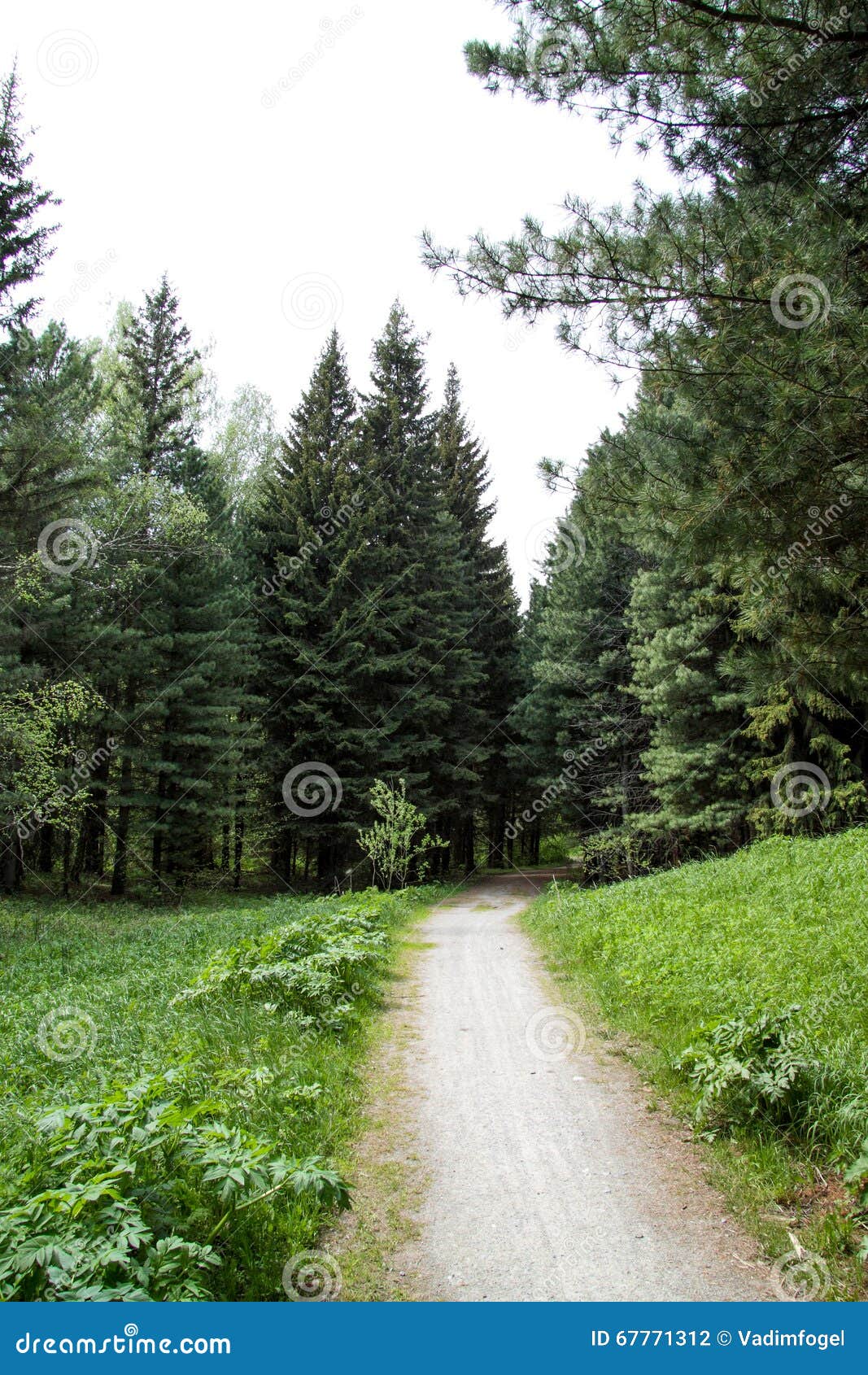 Fabulous Footpath in Forest Stock Photo - Image of road, mystical: 67771312