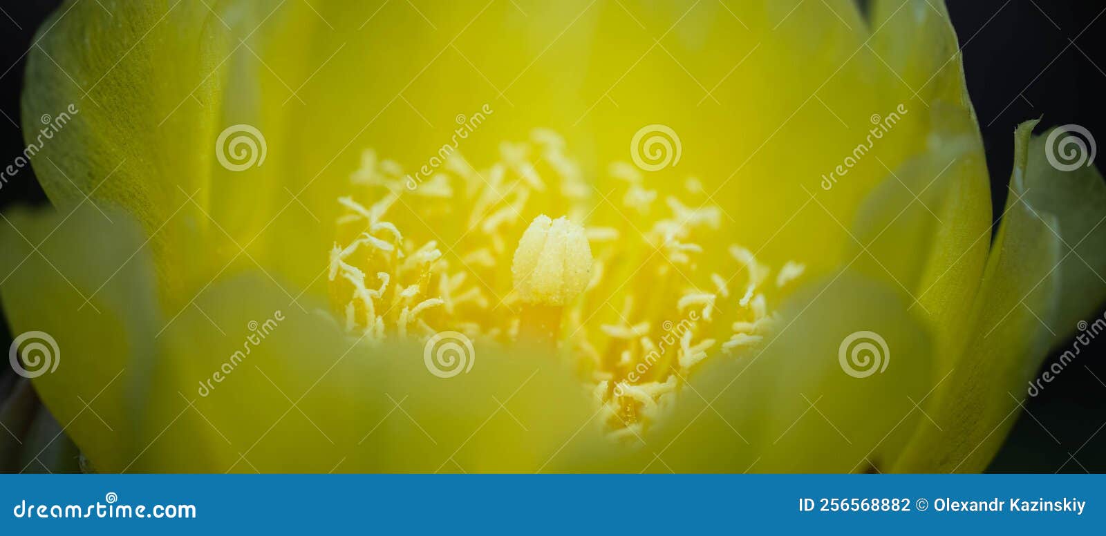 Fabulous Glow of a Bright Cactus Flower Stock Photo - Image of yellow ...