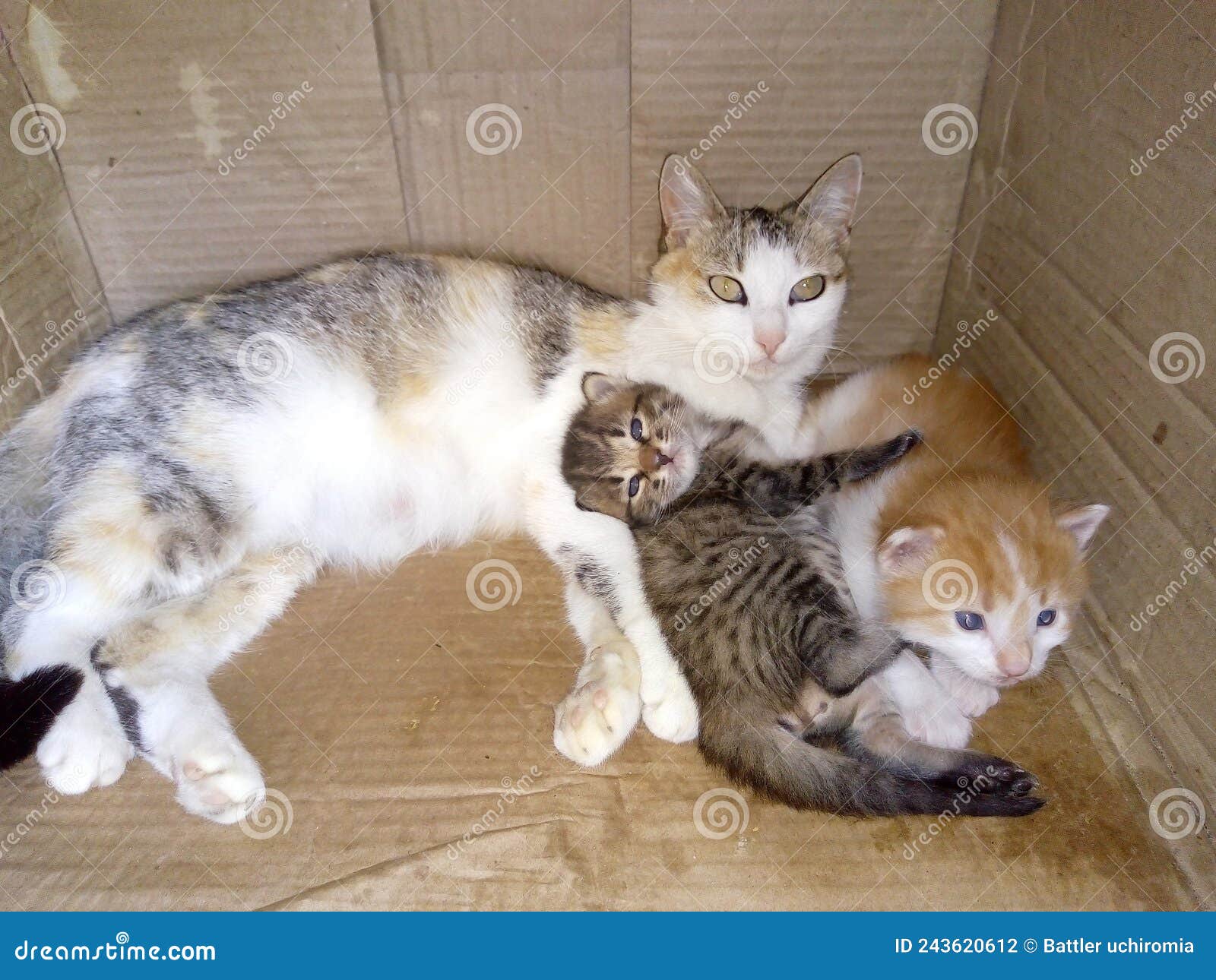 Fabulous new born kitty stock photo. Image of kitty - 243620612