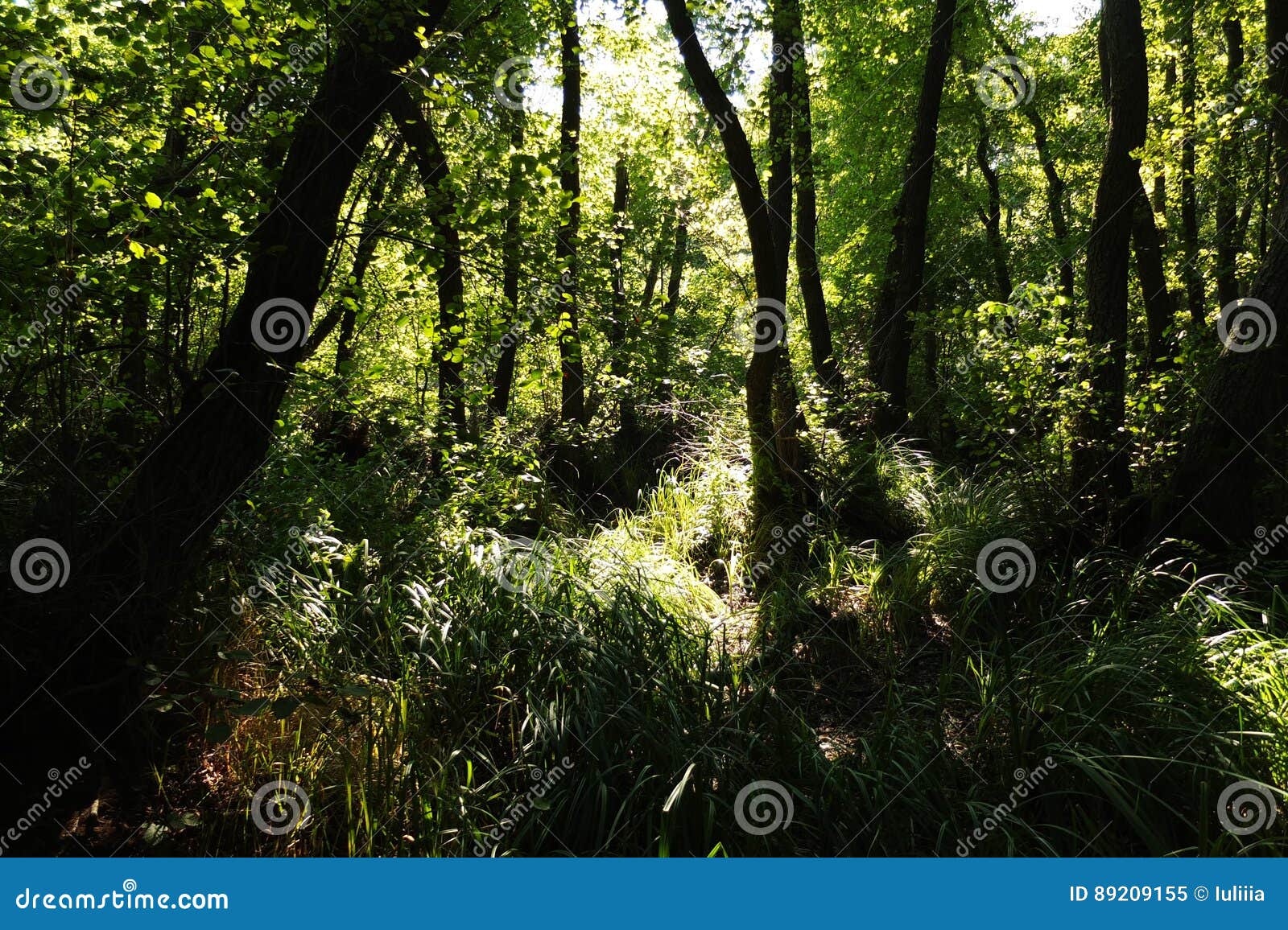 In a fabulous relic forest stock image. Image of trees - 89209155
