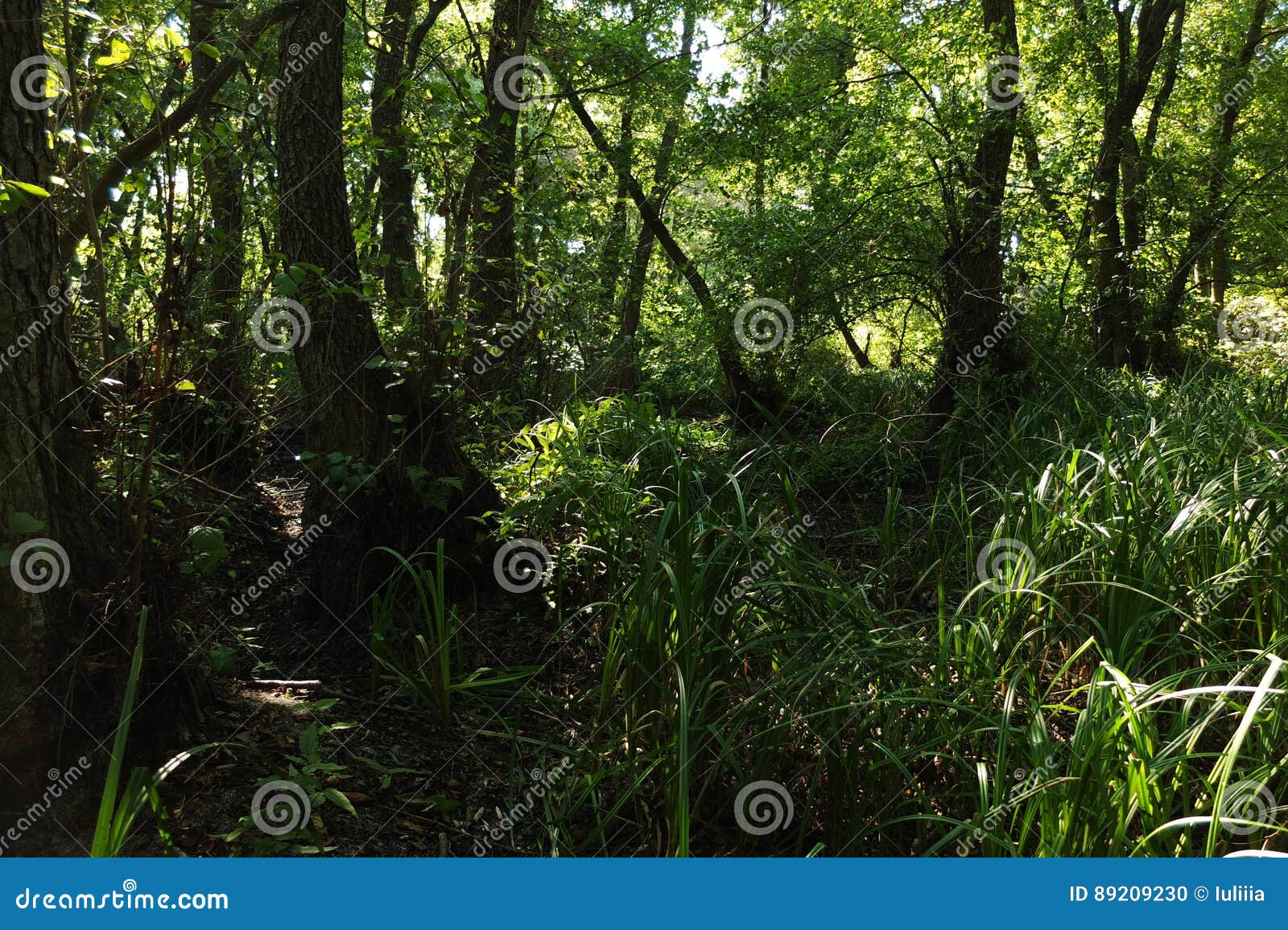 In a fabulous relic forest stock photo. Image of landscape - 89209230