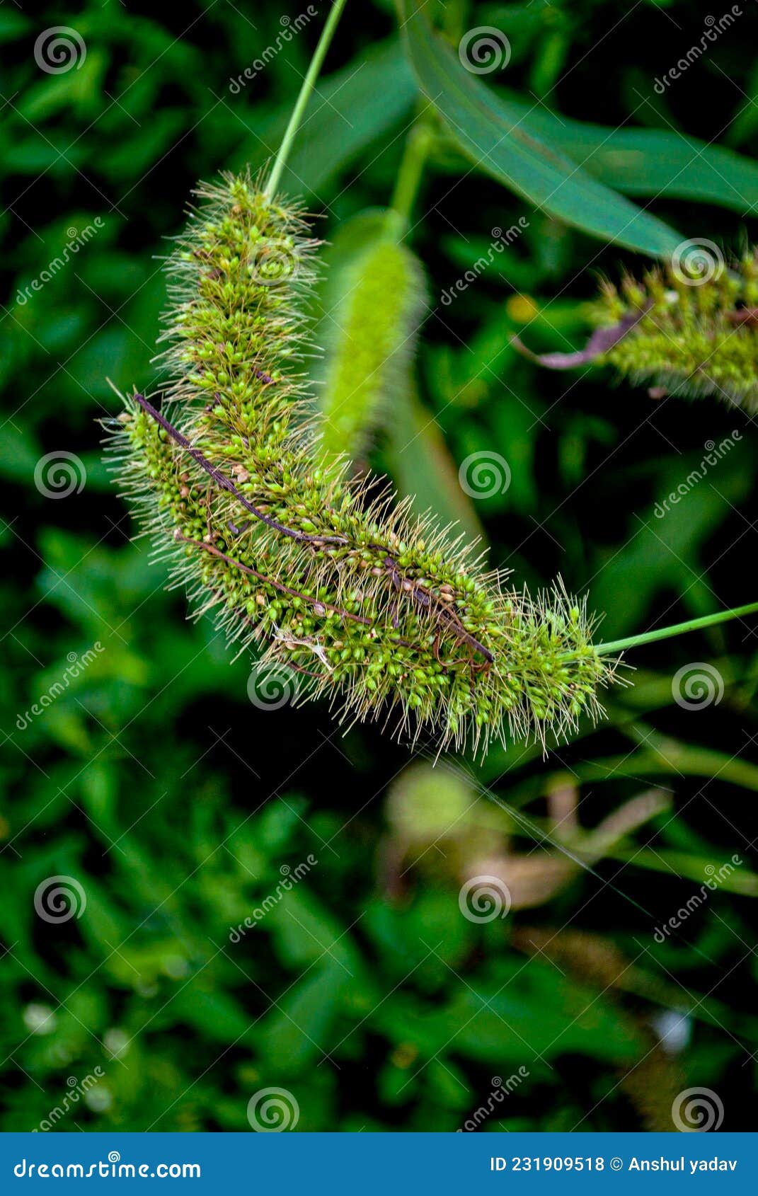 Fabulous seeds of babool stock photo. Image of seeds - 231909518
