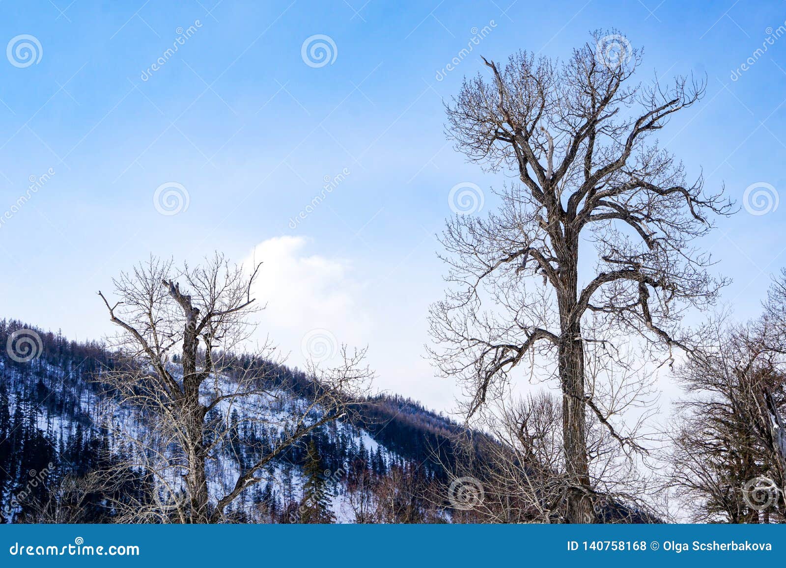 Fabulous Tree with Knotted Branches Stock Photo - Image of bare, forest ...