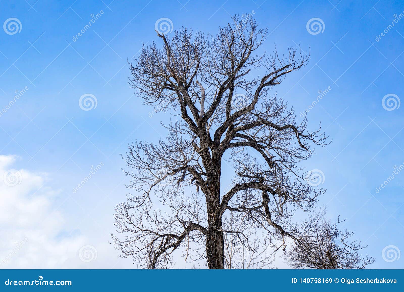 Fabulous Tree with Knotted Branches Stock Image - Image of park, branch ...
