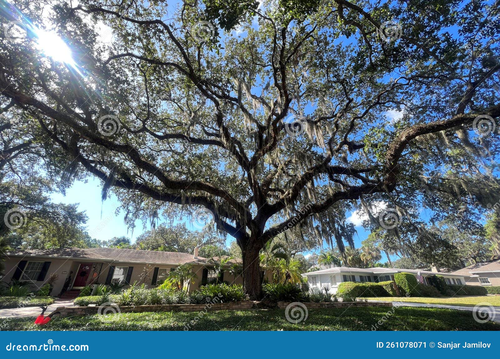 Spider Tree Royalty-Free Stock Photography | CartoonDealer.com #261078071