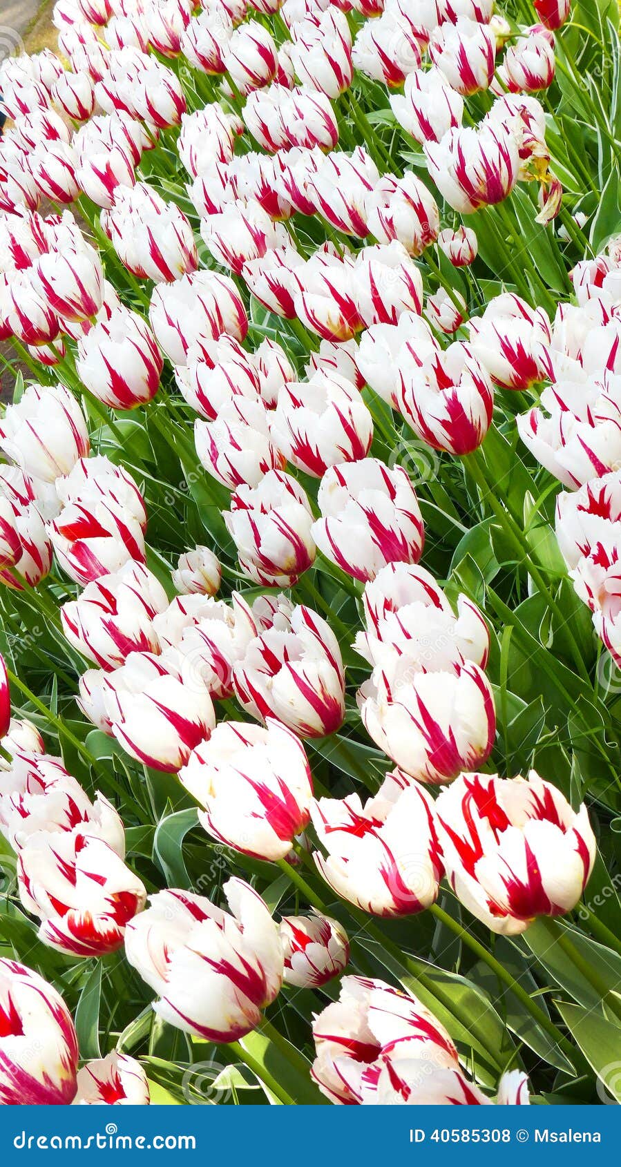 Fabulous Tulips stock photo. Image of blossom, famous - 40585308