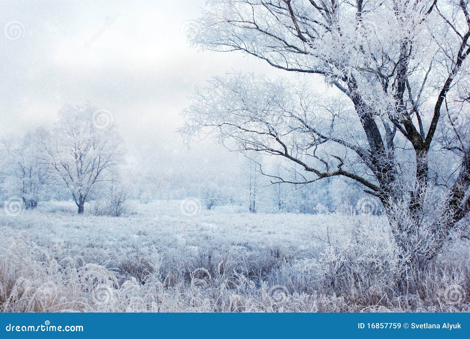 Fabulous winter stock image. Image of frozen, perspective - 16857759